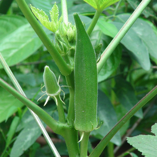 Anak Pokok Bendi - Kebuna Putrajaya