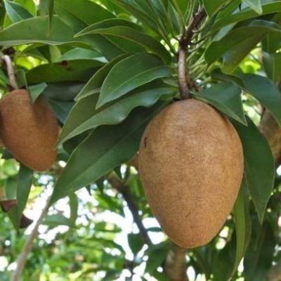 Anak Pokok Ciku - Kebuna Putrajaya