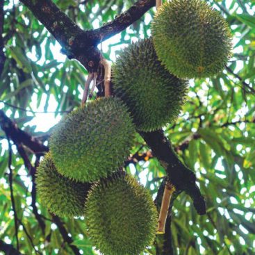 Anak Pokok Durian - Kebuna Putrajaya