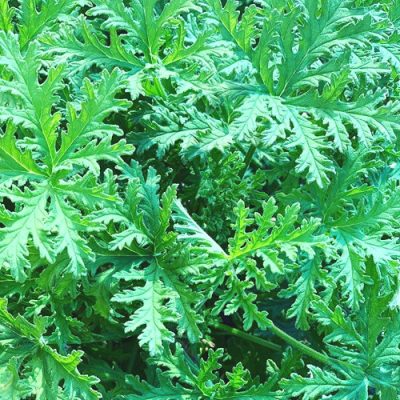 Anak Pokok Jeremin - Kebuna Putrajaya