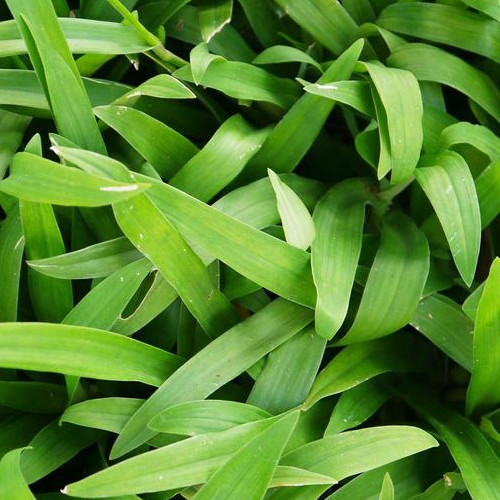 Anak Pokok Rumput Beijing - Kebuna Putrajaya