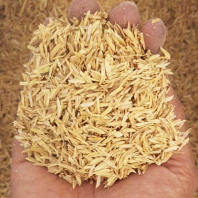 Sekam Padi Kuning Mentah - Kebuna Putrajaya