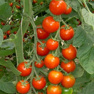 Anak Pokok Tomato Ceri - Kebuna Putrajaya