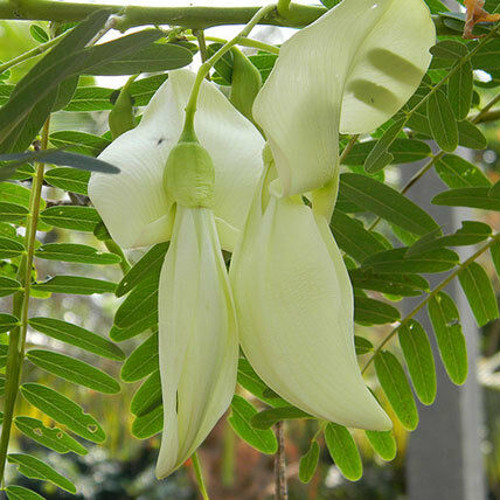 Anak Pokok Turi - Kebuna Putrajaya